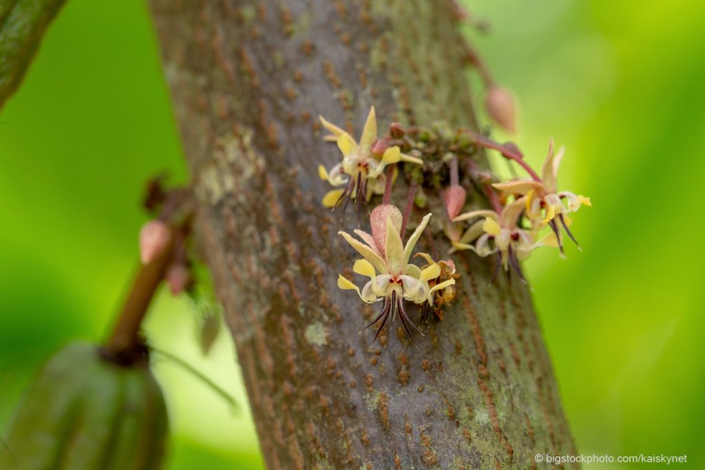 Chocolate Flies at Work - DOES GOD EXIST? TODAY