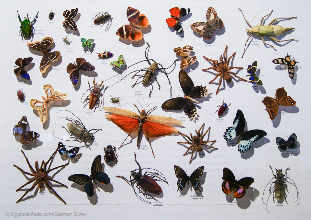 Migrating Insects: Another Incredible Design - DOES GOD EXIST? TODAY