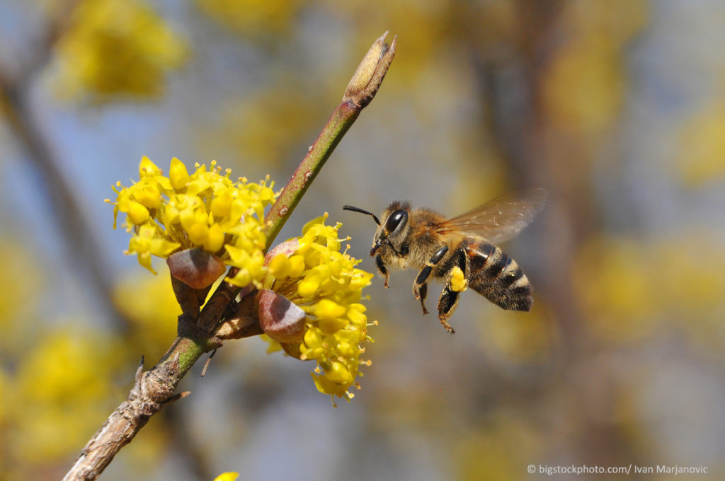 Bee Facts - DOES GOD EXIST? TODAY