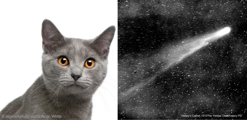 Comets and Cats - DOES GOD EXIST? TODAY