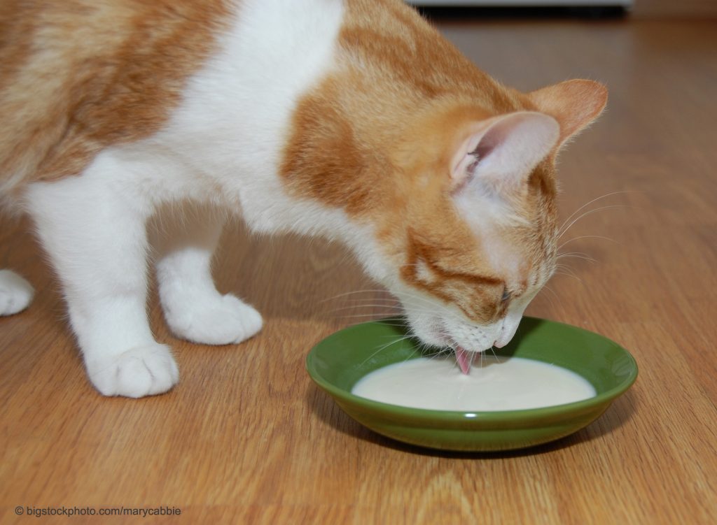 Cat Tongues and Papillae - DOES GOD EXIST? TODAY
