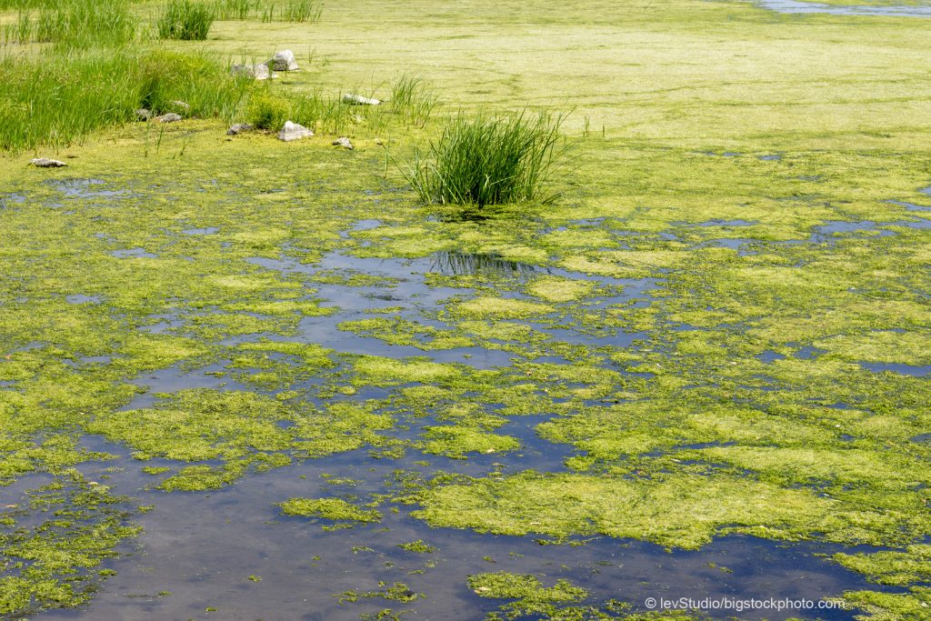 Algae Solutions to Human Problems - DOES GOD EXIST? TODAY