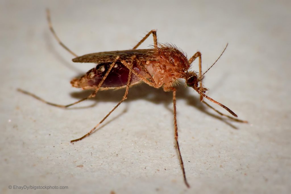 Why Do We Have Mosquitoes? - DOES GOD EXIST? TODAY