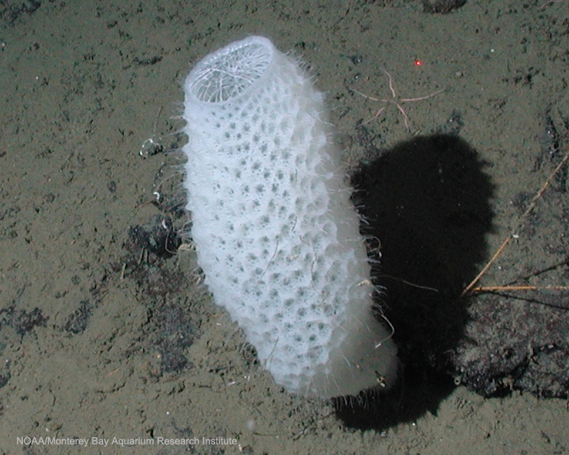 Sponges, Skyscrapers, and Bridges - DOES GOD EXIST? TODAY