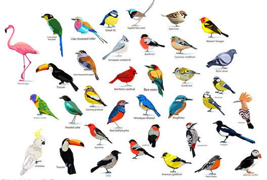 God's Diversity of Birds - DOES GOD EXIST? TODAY