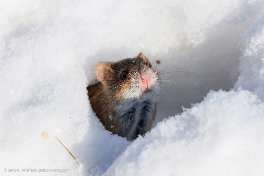 Subnivium Ecosystem Harbors Life - DOES GOD EXIST? TODAY