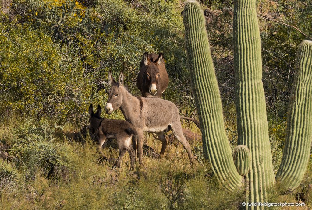 Donkeys Digging Wells in the Desert - DOES GOD EXIST? TODAY