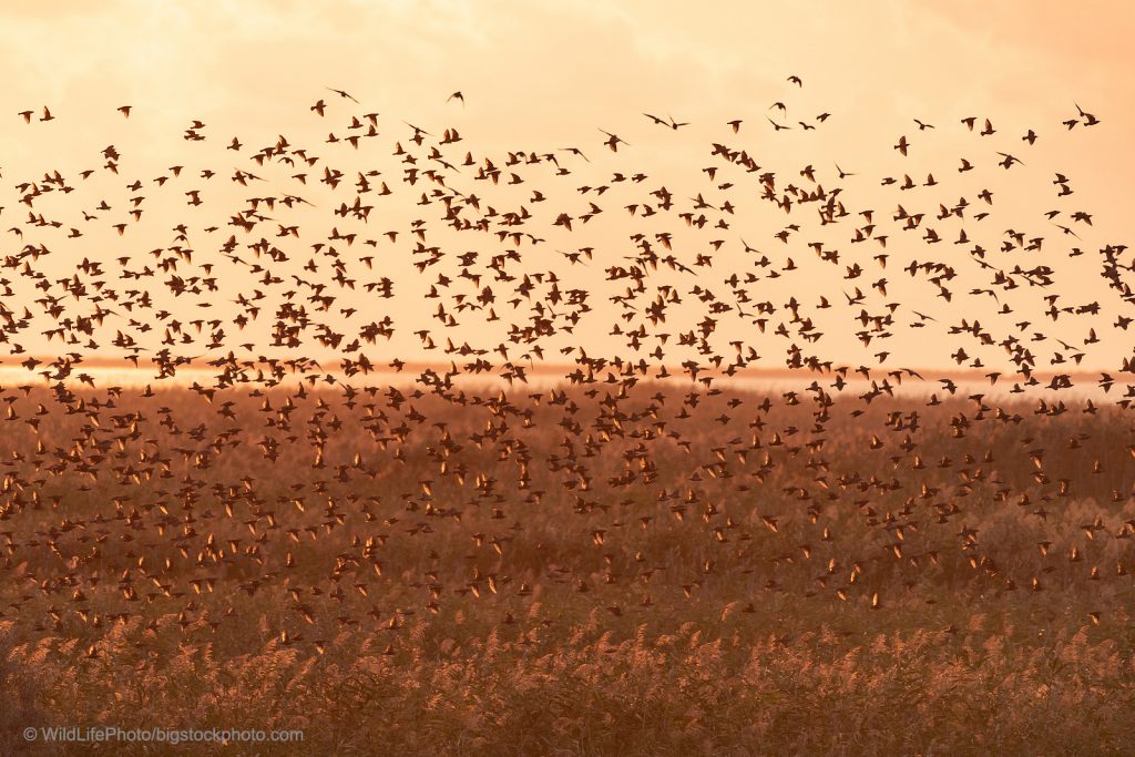 Flocking Behavior or Murmuration - DOES GOD EXIST? TODAY
