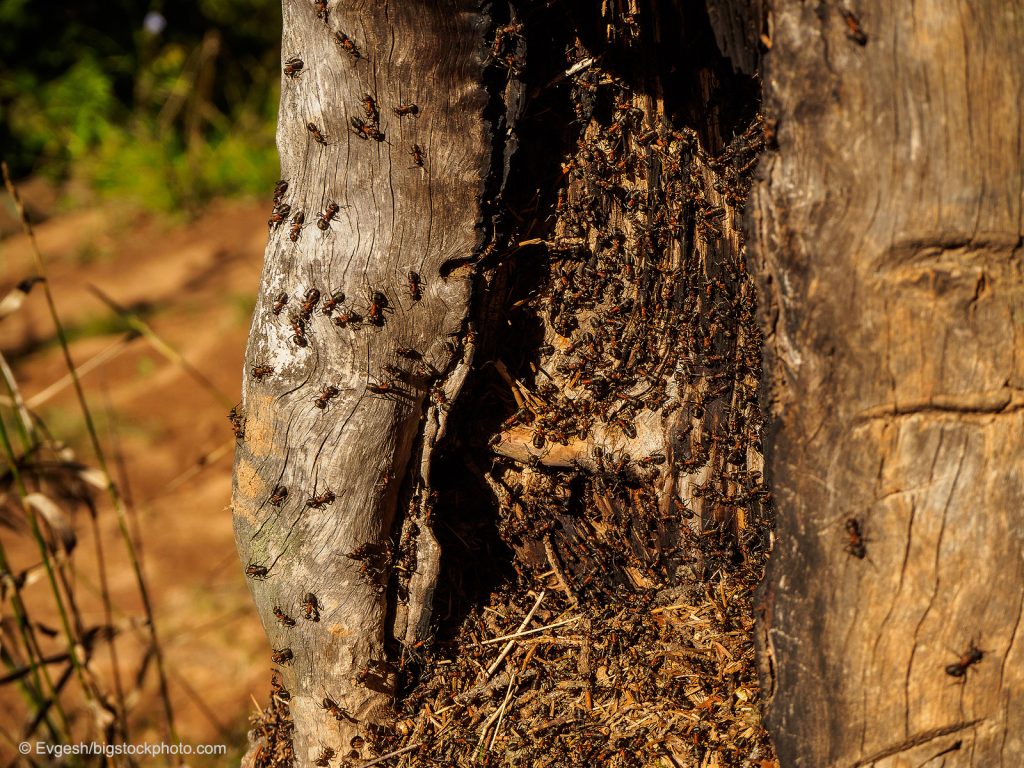 Ant Program in Action - DOES GOD EXIST? TODAY