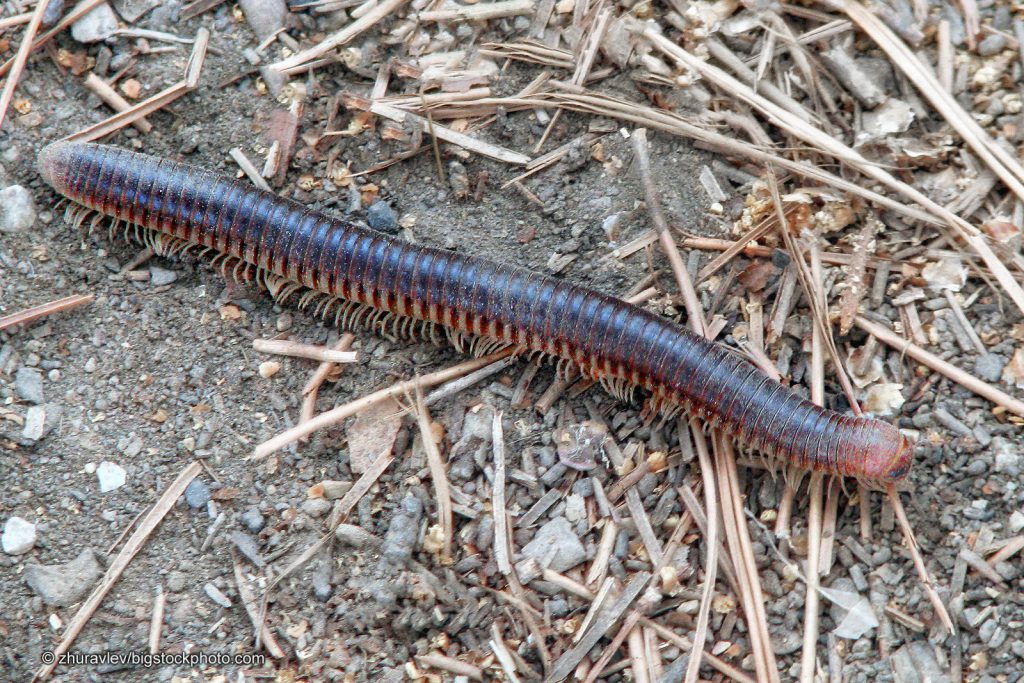 A Giant Millipede and What It Teaches Us - DOES GOD EXIST? TODAY