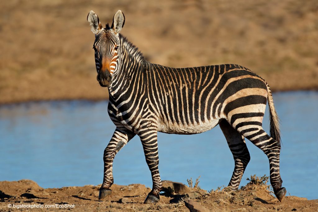 Why Zebras Wear Stripes - DOES GOD EXIST? TODAY