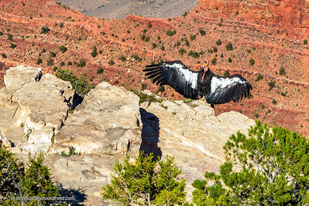 California Condor Parthenogenesis - DOES GOD EXIST? TODAY
