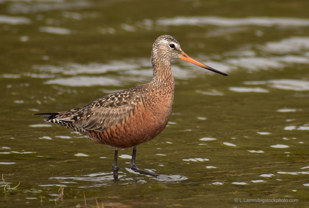 Hudsonian Godwit Migrations - DOES GOD EXIST? TODAY