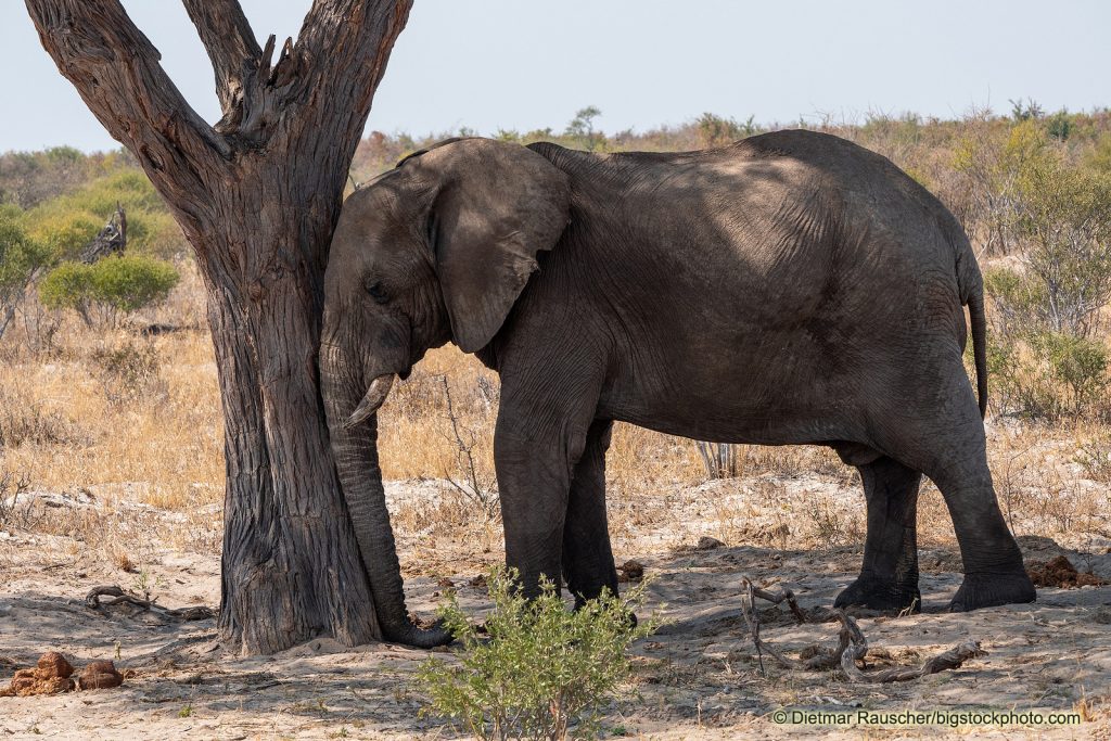 Animal Tool Use and What It Means - DOES GOD EXIST? TODAY
