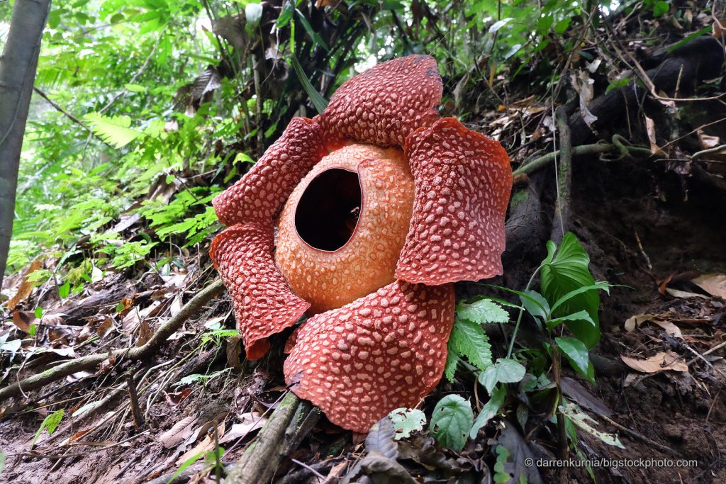 Extreme Plant Design - Rafflesia - DOES GOD EXIST? TODAY