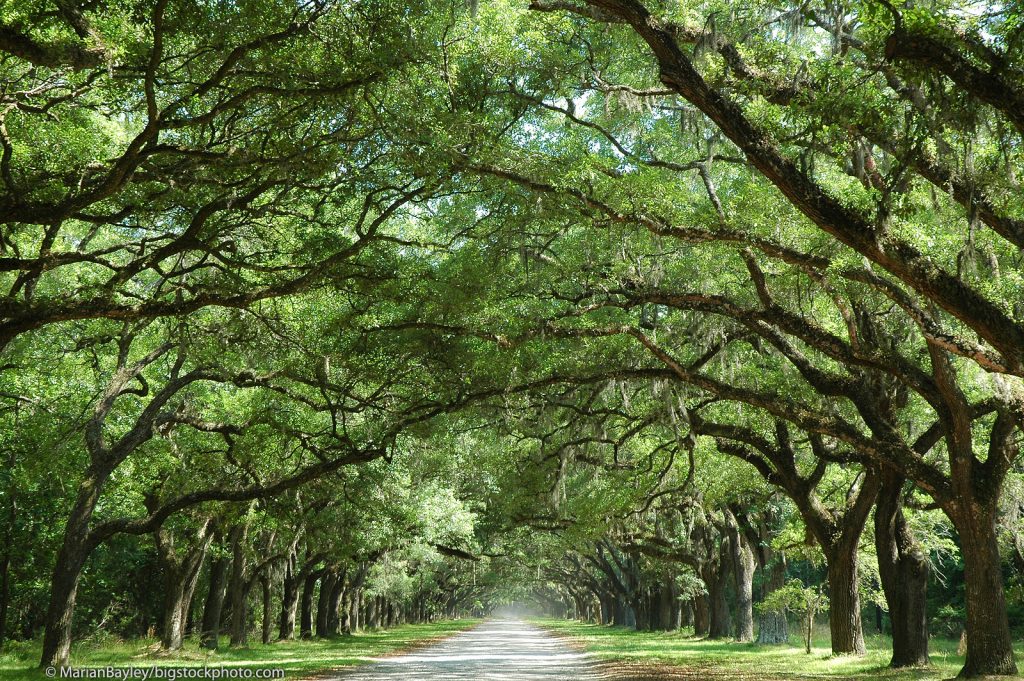 Keystone Plants and Caterpillars - DOES GOD EXIST? TODAY