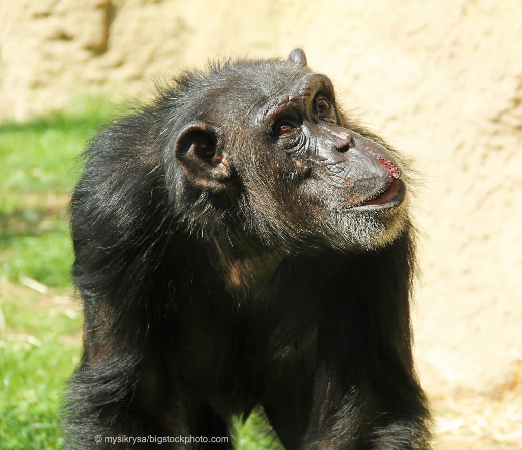 Animals Are Not Helpless Creatures - DOES GOD EXIST? TODAY