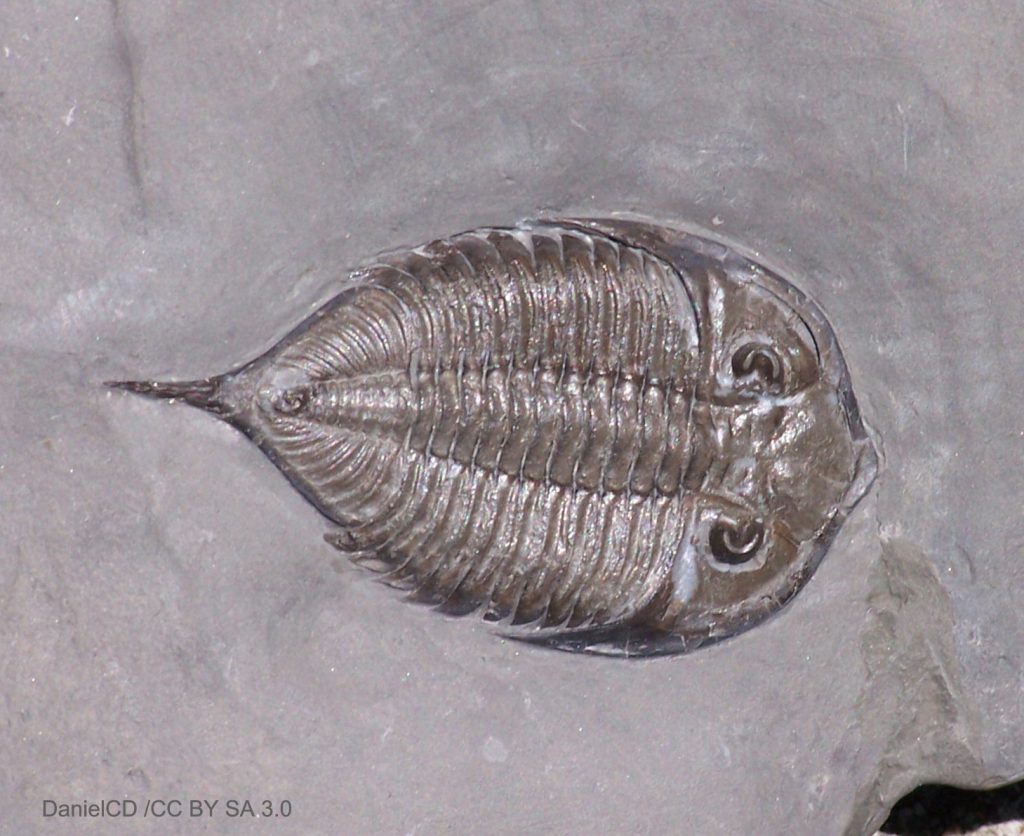 Ancient Trilobites Had the Solution to Focusing Problems - DOES GOD ...