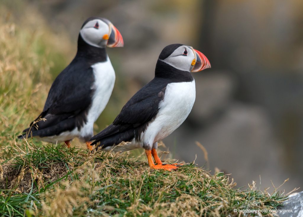 The Atlantic Puffin and Life’s Adaptability - DOES GOD EXIST? TODAY