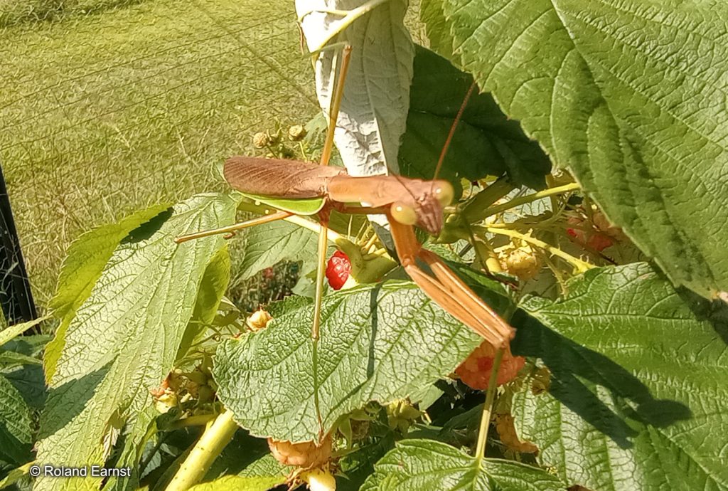 Natural Insect Control by an Insect - DOES GOD EXIST? TODAY