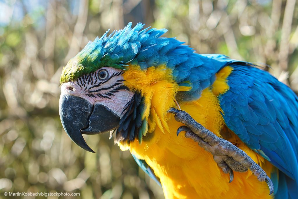 Bird Brains and Efficient Neurons - DOES GOD EXIST? TODAY