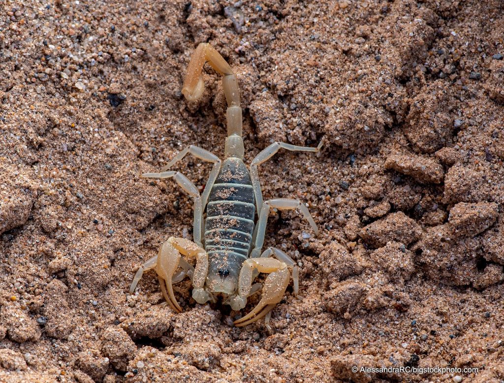 Sand Scorpions and Earthquake Epicenters - DOES GOD EXIST? TODAY