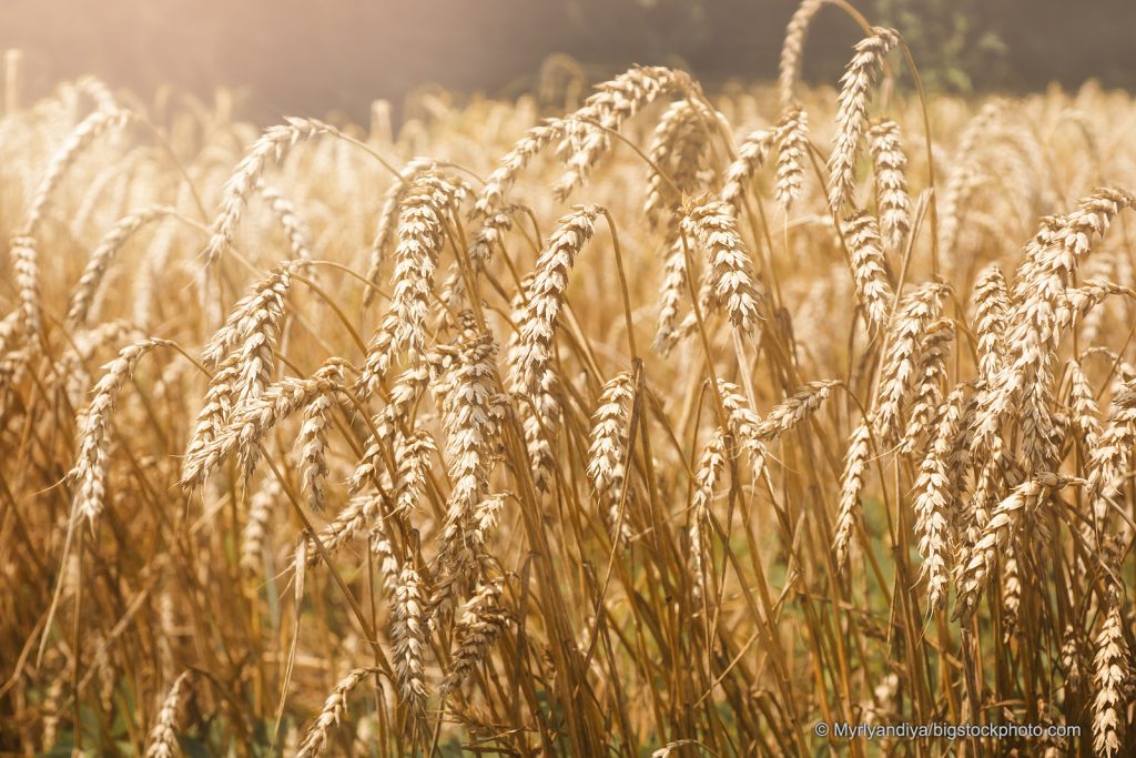 A Grass Called Wheat and the Bread of Life - DOES GOD EXIST? TODAY