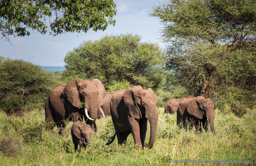 Elephants and Ecosystems - DOES GOD EXIST? TODAY