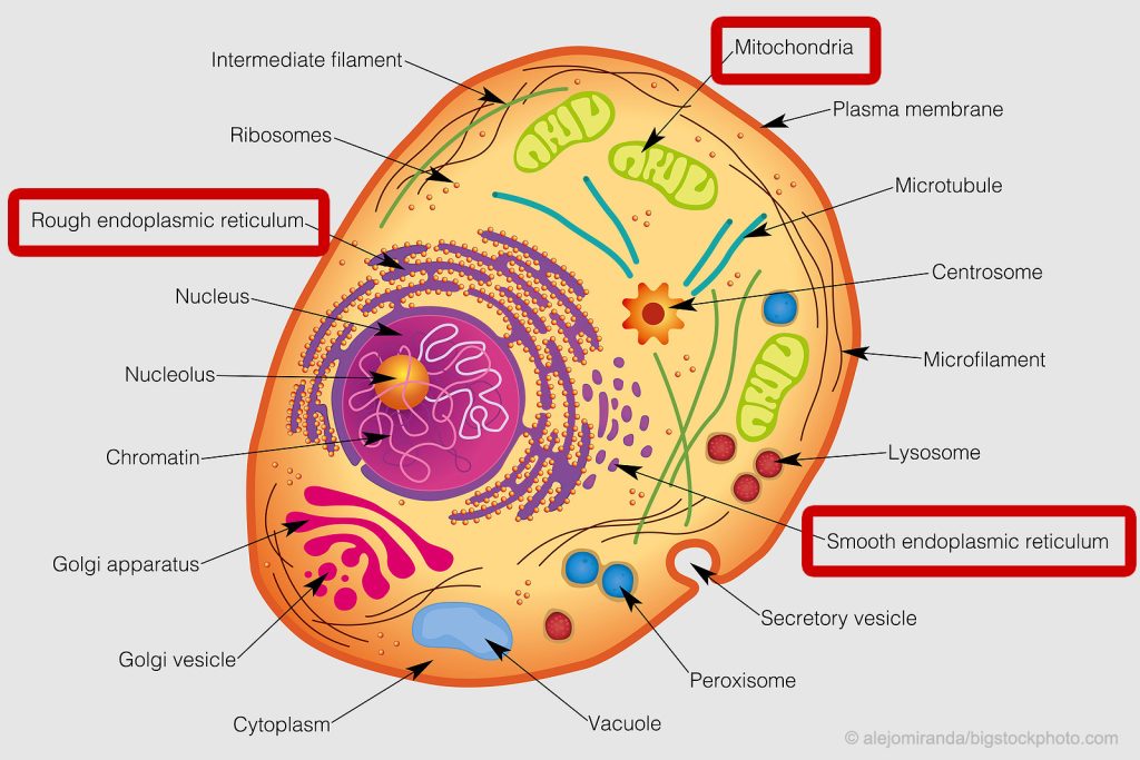 How Cells Dispose of Waste - Autophagy - DOES GOD EXIST? TODAY