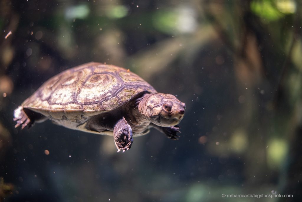 Animal Communication in Turtles - DOES GOD EXIST? TODAY