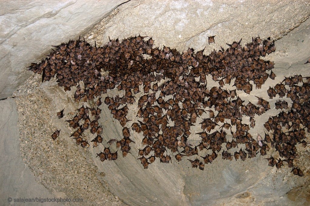 The Misunderstood Bats - DOES GOD EXIST? TODAY
