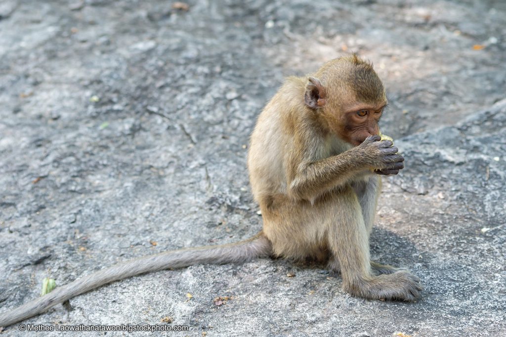 Tool Use Discoveries in Anthropology - DOES GOD EXIST? TODAY