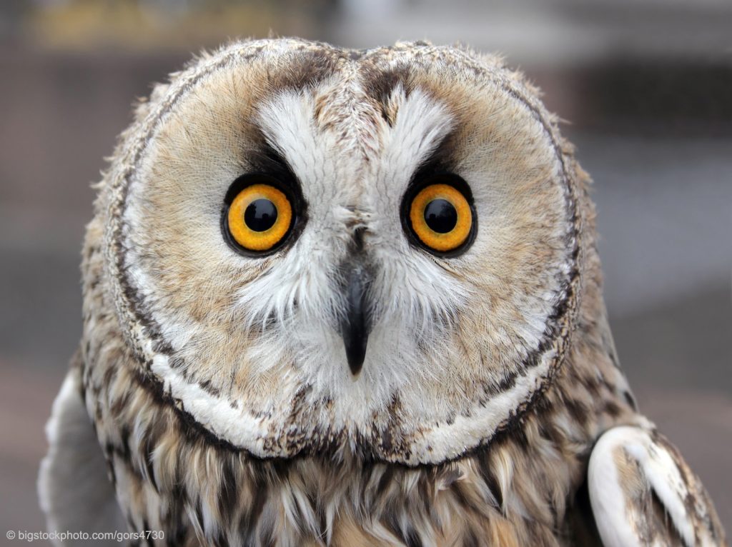 Owls Are Essential in God’s System of Life - DOES GOD EXIST? TODAY
