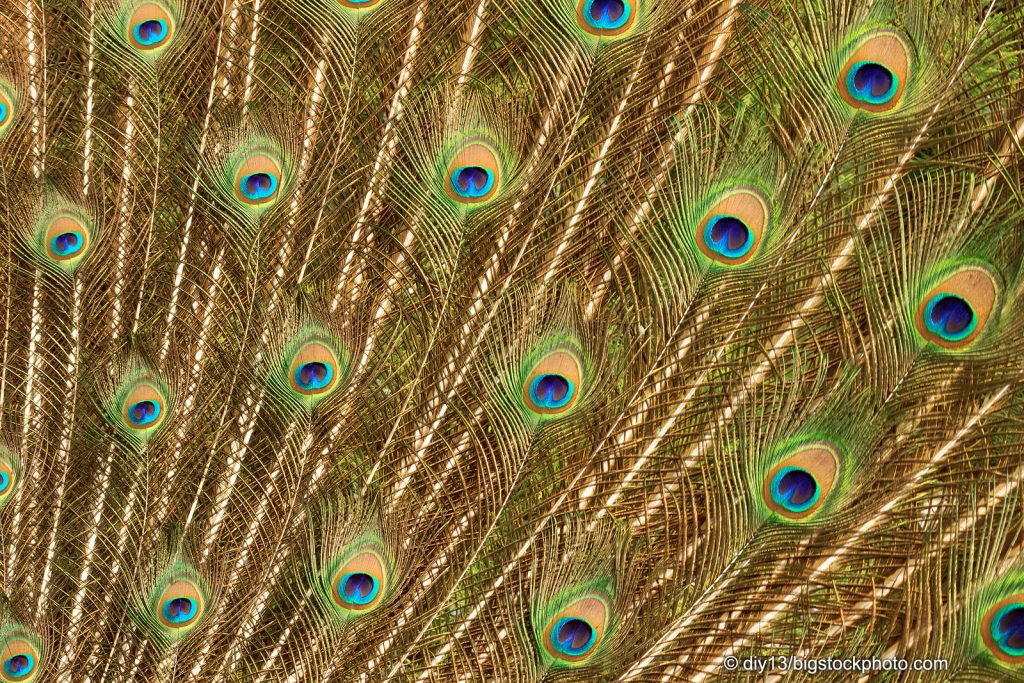 Feathers – Complex Structures of Ingenuity - DOES GOD EXIST? TODAY