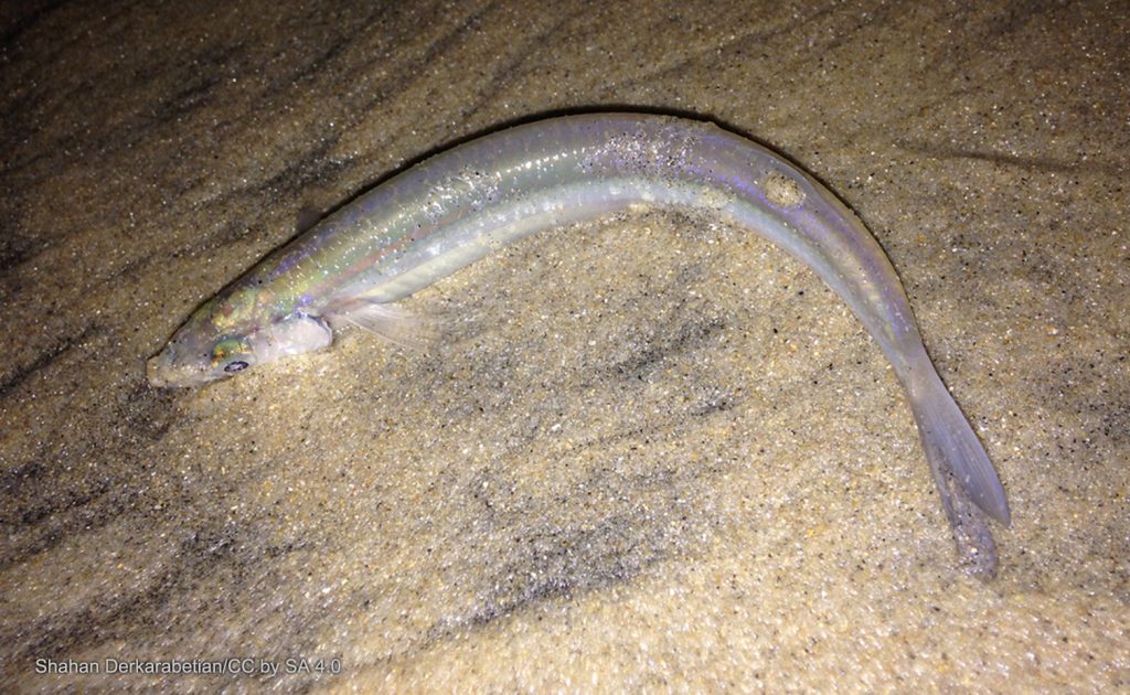 The Design of Mass Spawning - DOES GOD EXIST? TODAY