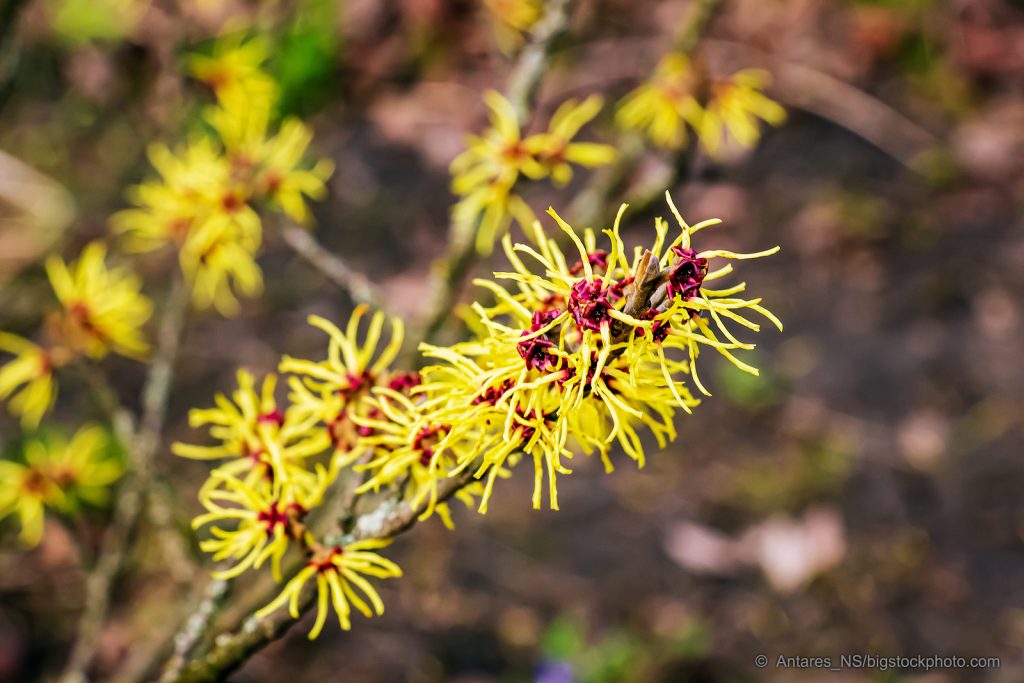 Witch Hazel Howitzer - DOES GOD EXIST? TODAY