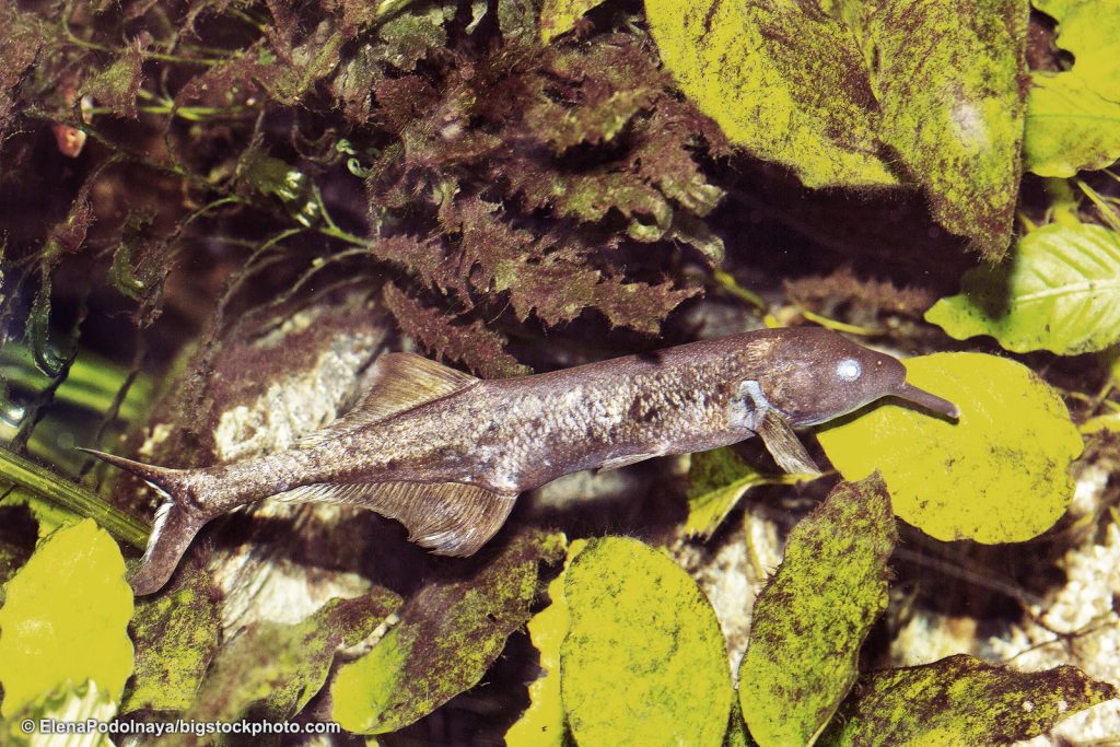 Elephantnose Fish Designed for Survival - DOES GOD EXIST? TODAY