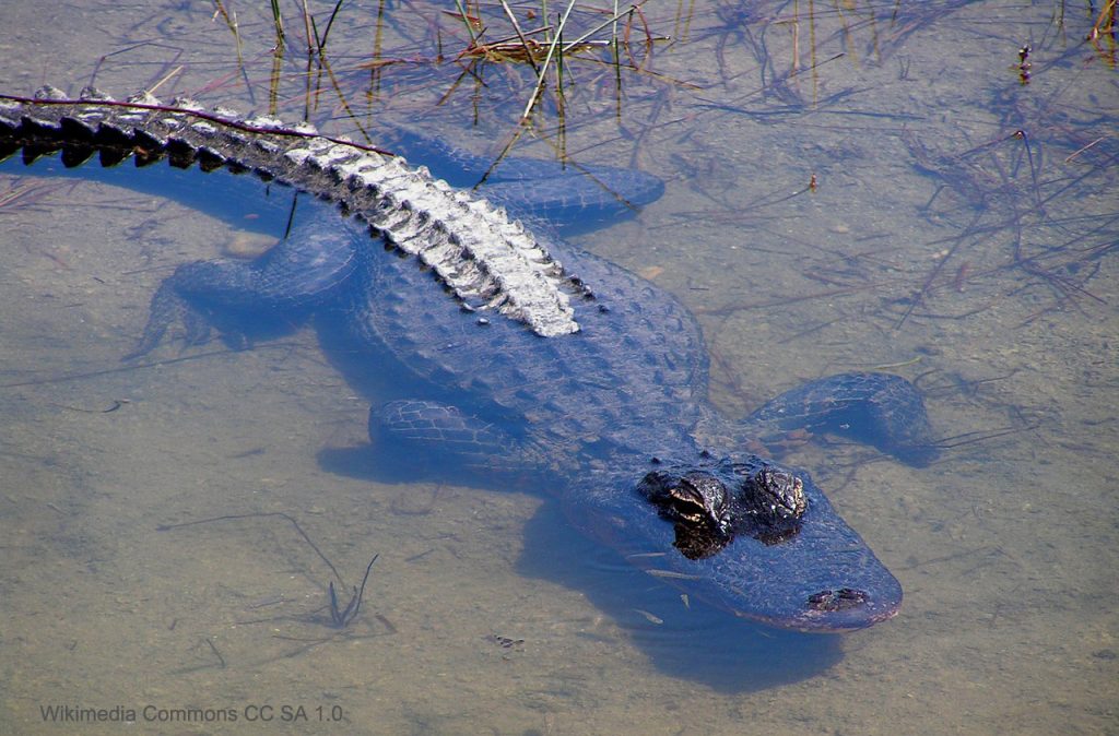 Alligator Brumation in Cold Weather - DOES GOD EXIST? TODAY
