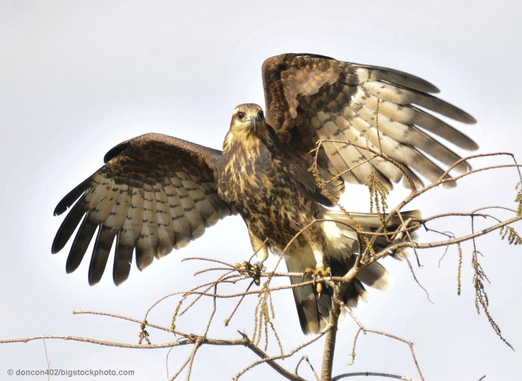 Rapid Evolution of the Florida Snail Kite - DOES GOD EXIST? TODAY