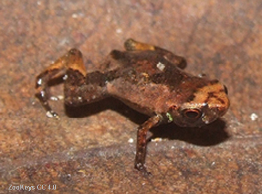 A Very Tiny Frog - DOES GOD EXIST? TODAY