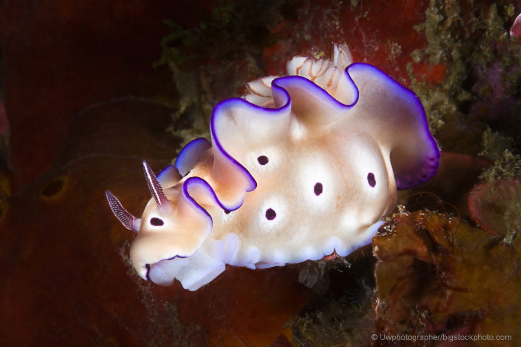 Nudibranchs in a Dazzling Array of Colors and Shapes - DOES GOD EXIST ...