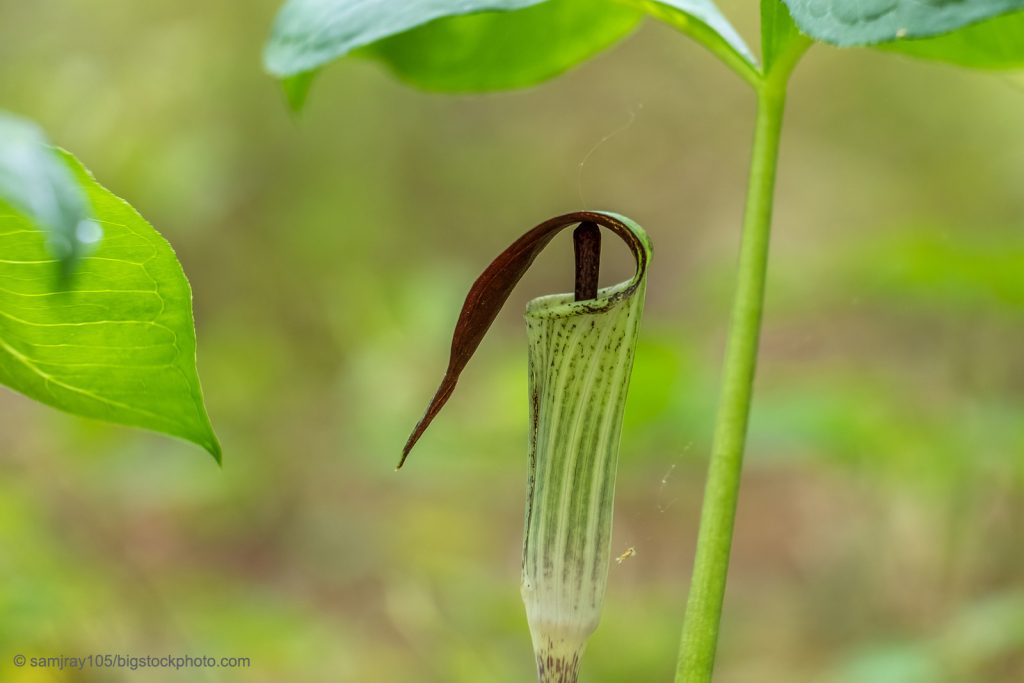 Unique Pollination System of the Jack-in-the-Pulpit - DOES GOD EXIST? TODAY