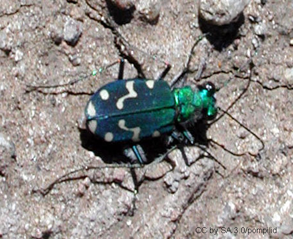 Brown Bats and Tiger Beetles - DOES GOD EXIST? TODAY