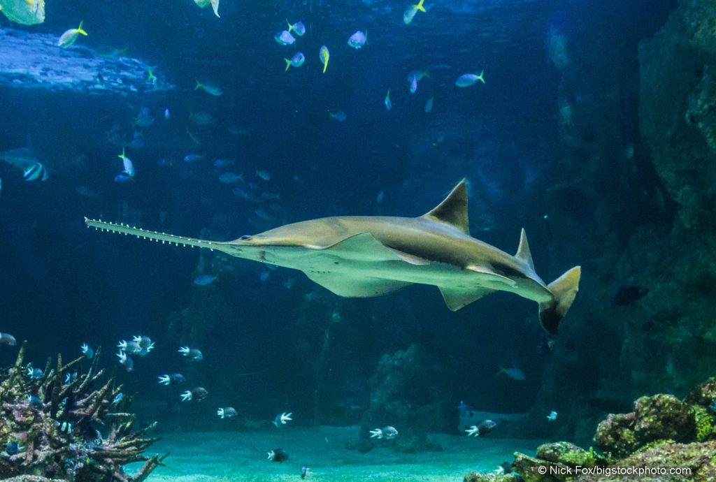 Smalltooth Sawfish “Pocket Protector” - DOES GOD EXIST? TODAY