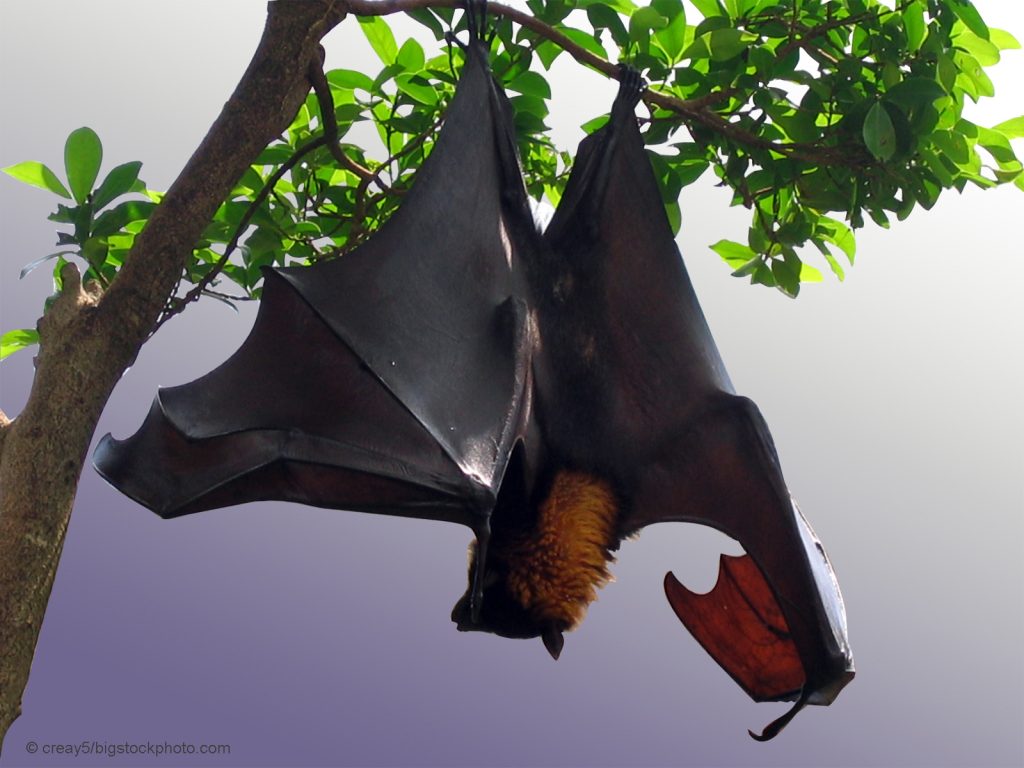 Bats Are Unique in Several Ways - DOES GOD EXIST? TODAY