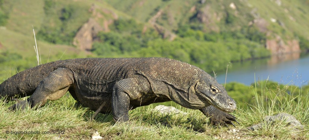 Komodo Dragons and Dinosaurs - DOES GOD EXIST? TODAY