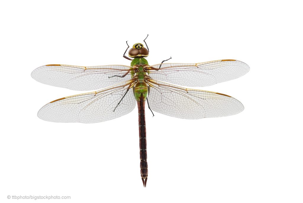 The Green Darner Dragonfly Is a Mosquito Hawk - DOES GOD EXIST? TODAY