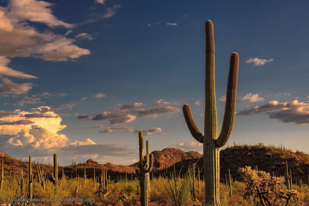 The Design of Cacti - DOES GOD EXIST? TODAY