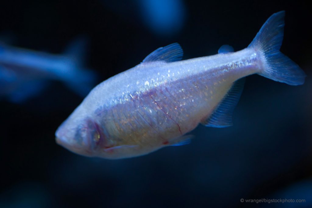 Blind Cave Fish Find Food - DOES GOD EXIST? TODAY