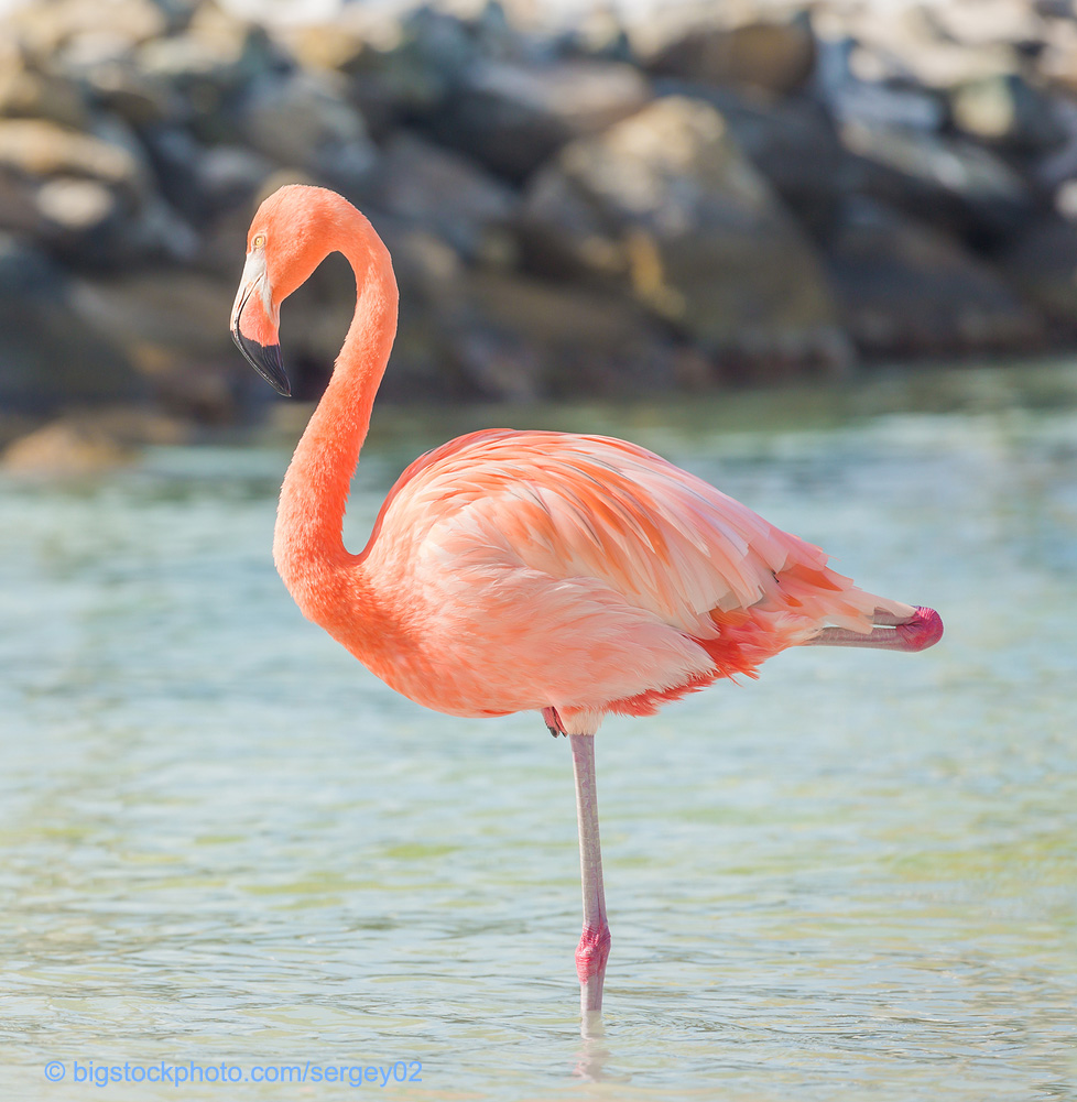 Flamingo Complexity - DOES GOD EXIST? TODAY